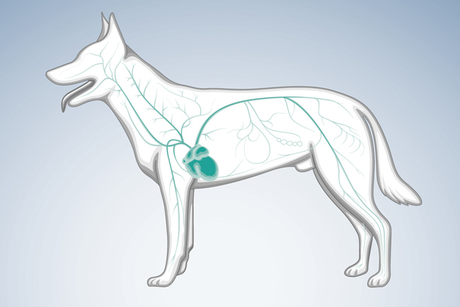 Infusion Therapy - IV Therapy Systems | B. Braun VetCare